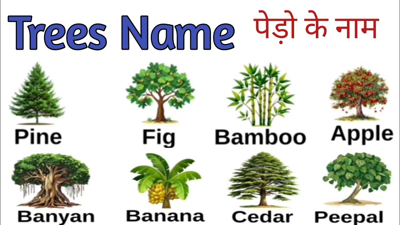 Trees Name with pictures || पेड़ो के नाम || Trees name english and ...