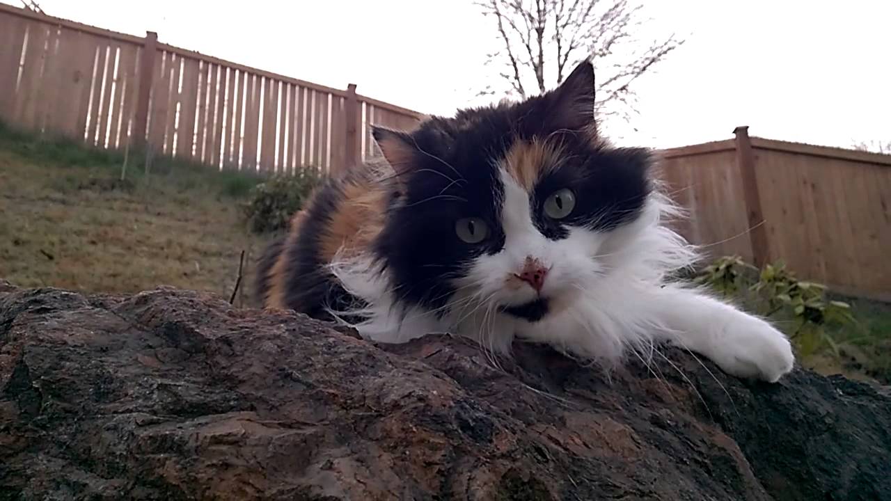 Keziah being a goofball cat - YouTube