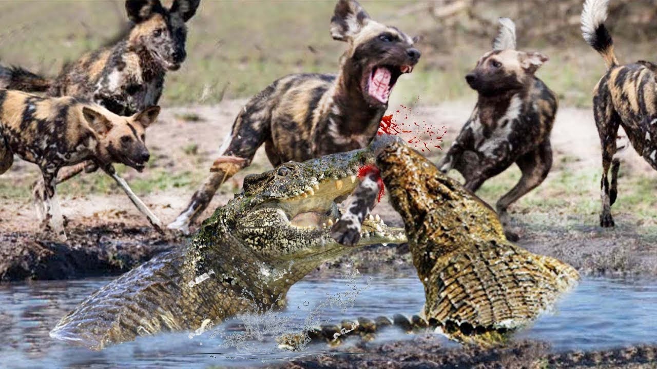 Pitiful !!! Wild Dog Was Attacked Madly By Crocodile While Hunting The ...