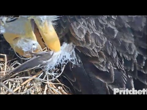 SWFL Eagles ~ Harriet's WONKY Feather & Beak Bling! Molting Madness On ...