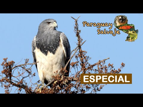 Paraguay Salvaje Especial: Aves - YouTube