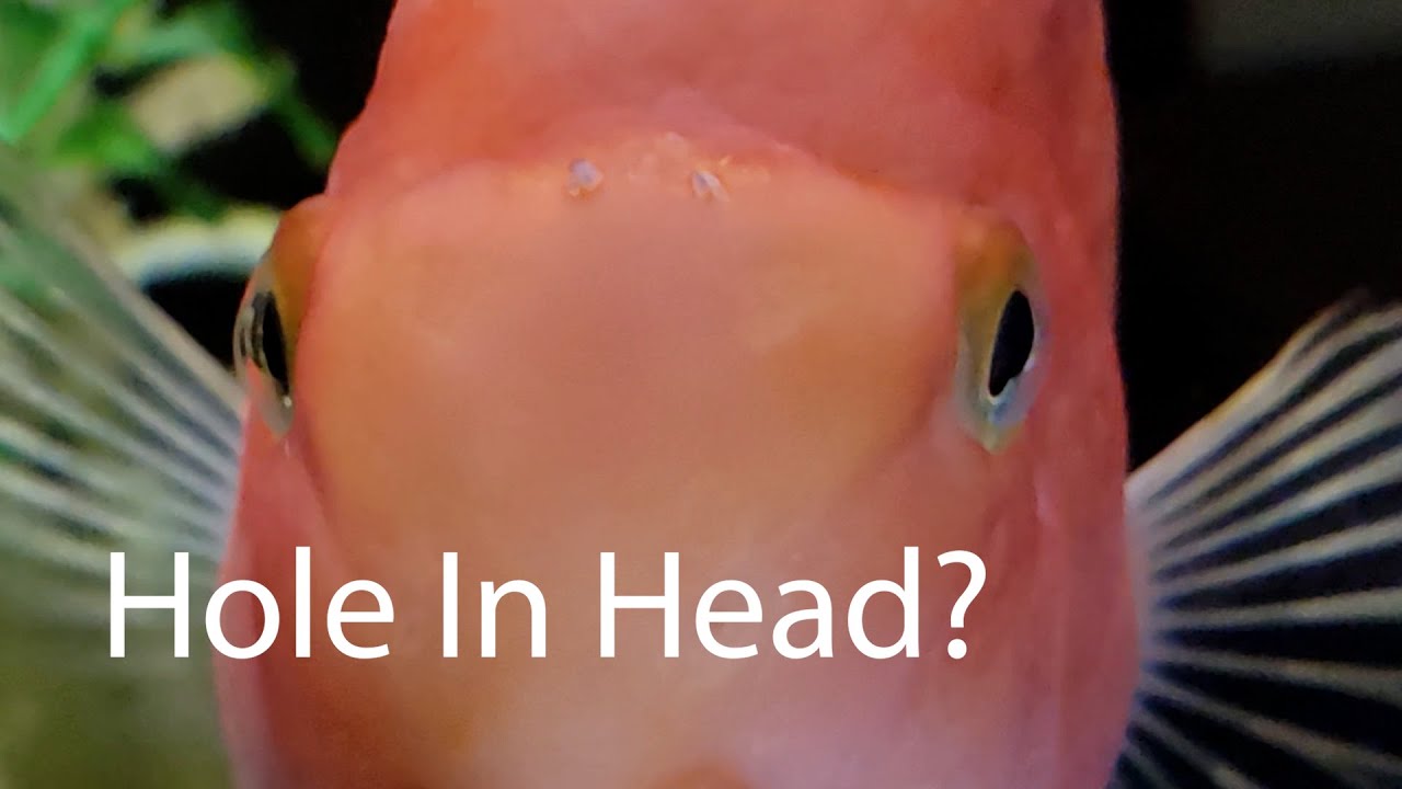Treating my Fish Meg for Hole In Head Disease - YouTube