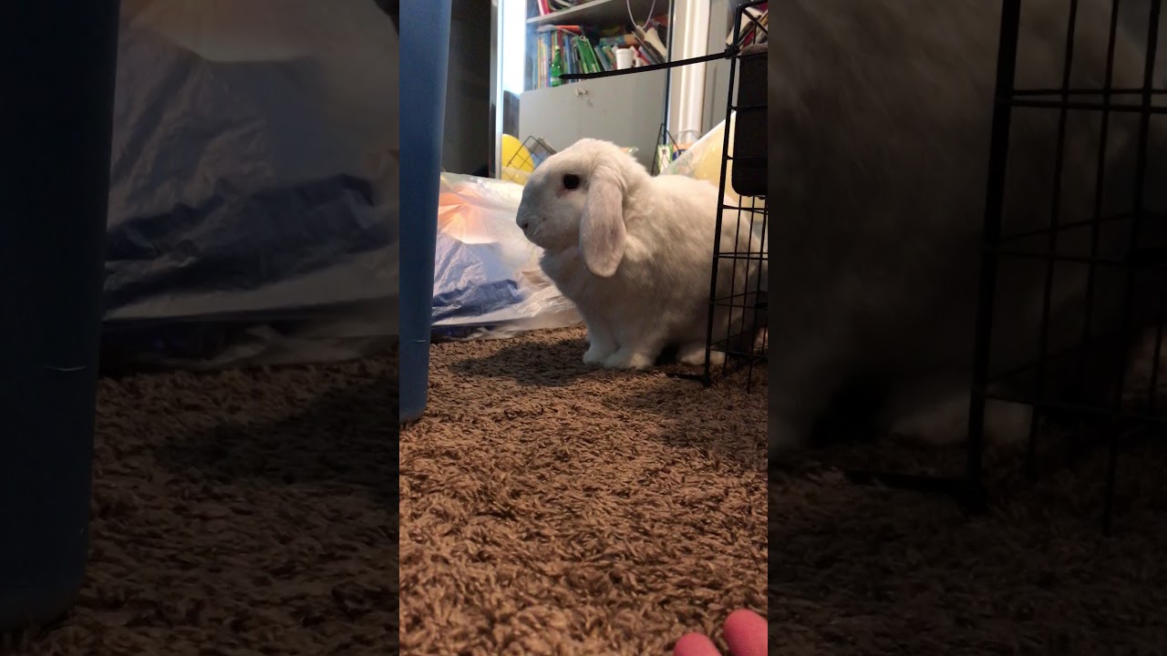 Bunny stomping at me - YouTube