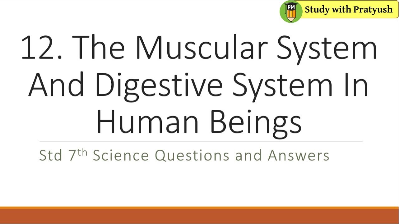 Std 7th Science 12. The Muscular System And Digestive System In Human Beings Questions and ...