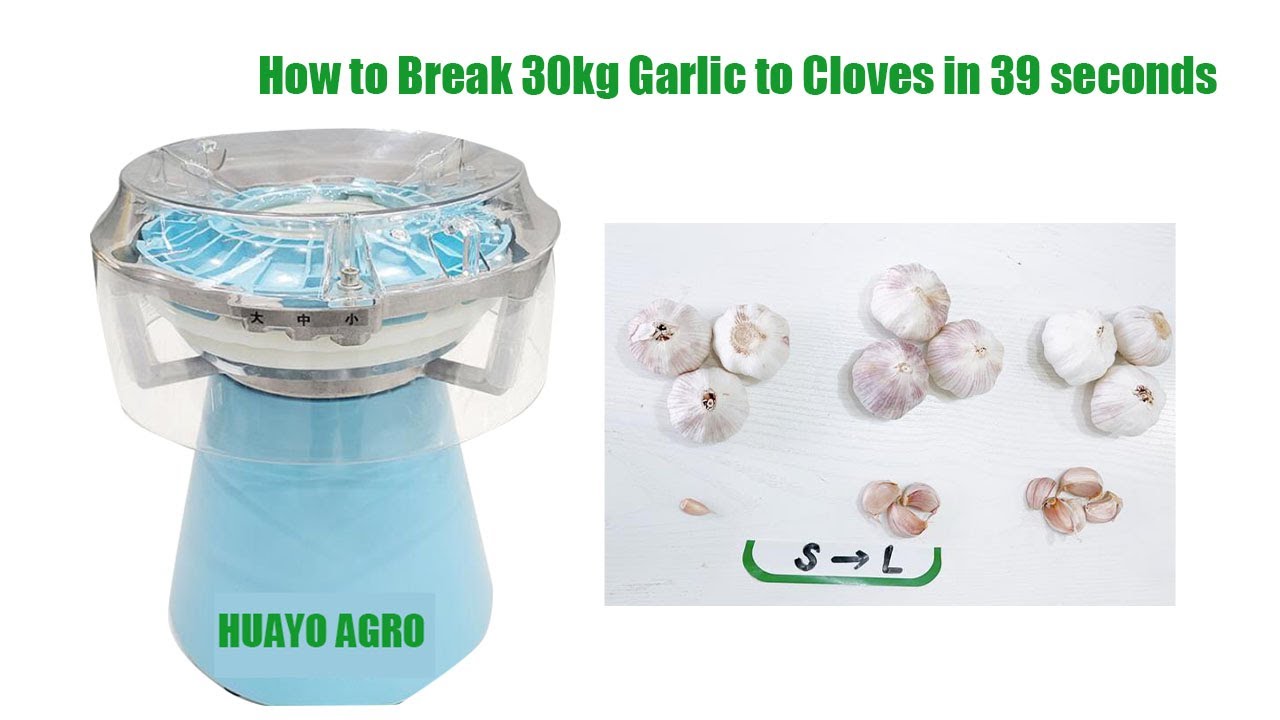How to Break 30kg Garlic in 39 seconds with Home use Garlic Splitter ...
