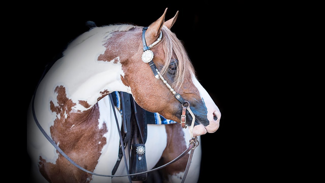 Chocolate Never Lies - 2015 Sorrel Tovero APHA Stallion - YouTube