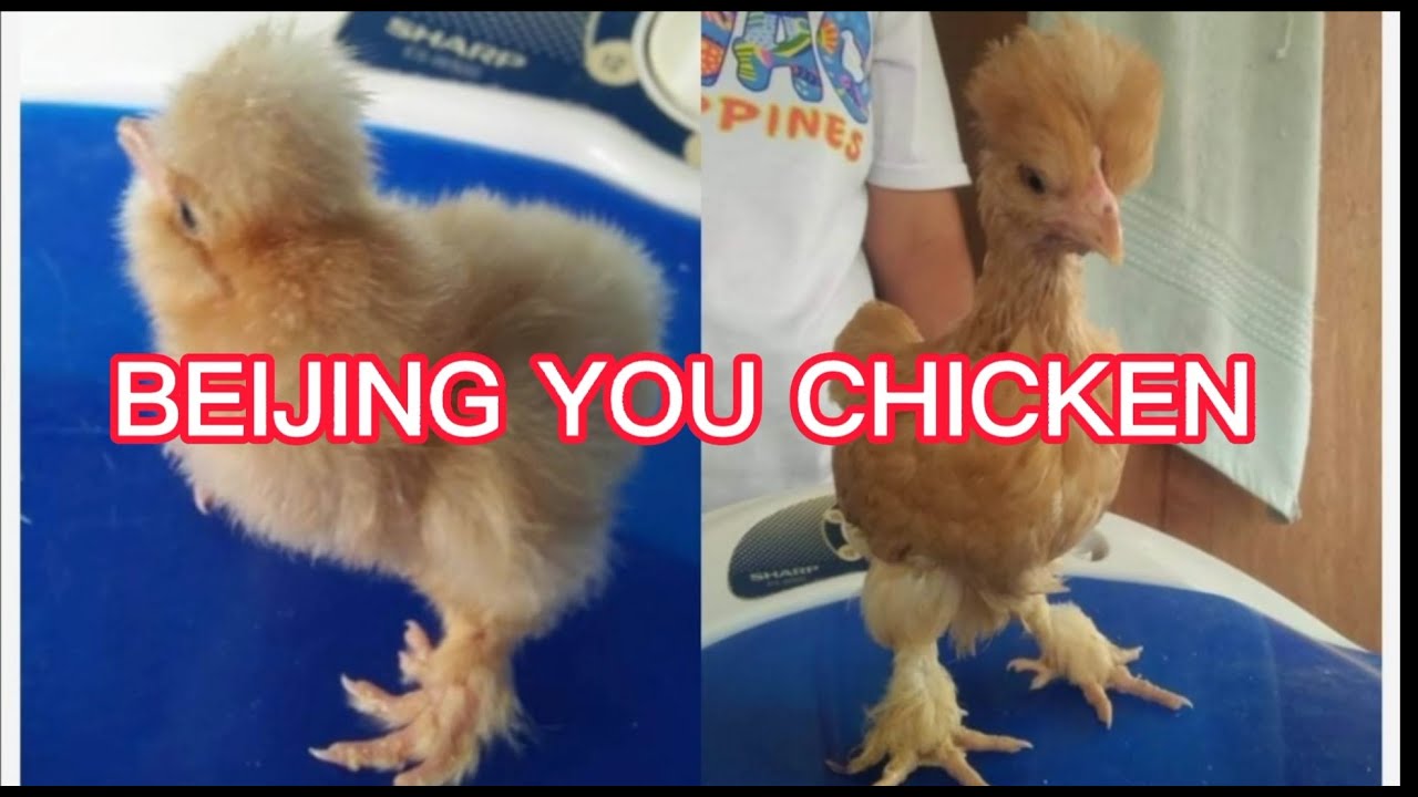 THINGS YOU NEED TO KNOW ABOUT BEIJING YOU/BEIJING FATTY CHICKEN/ORIGIN ...