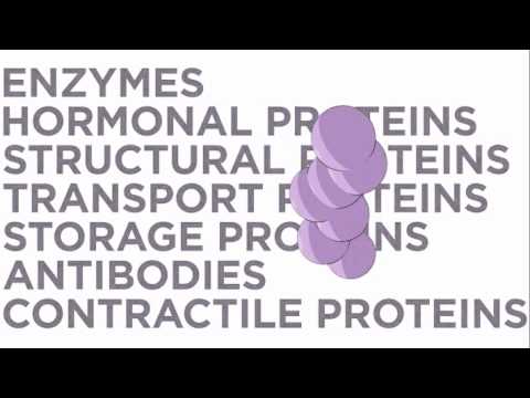 A Brief Introduction to Genetics - YouTube