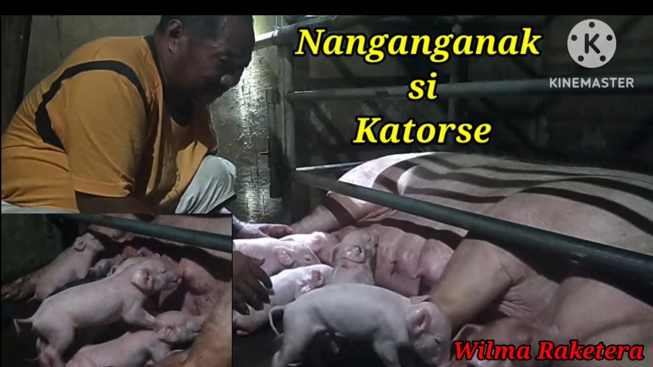 Nanganganak si Katorse #video #piggy #piglets #pig - YouTube