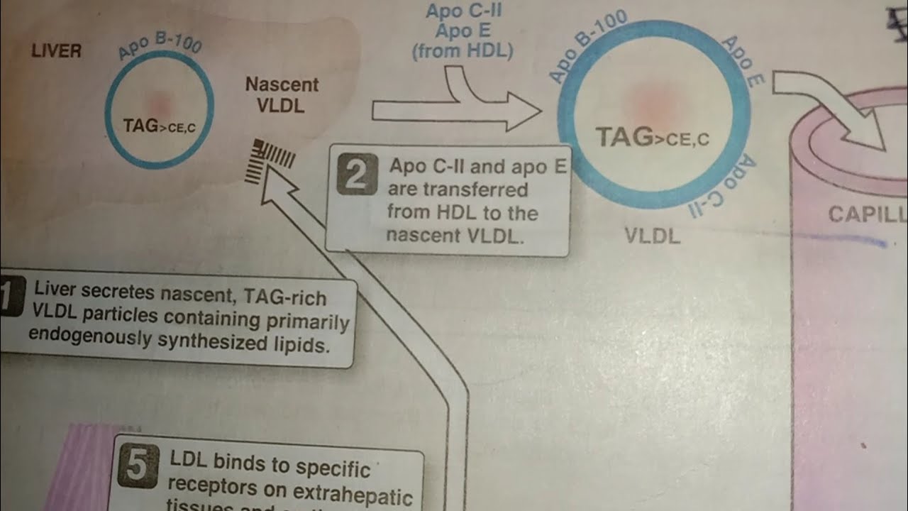 VLDL Metabolism with clinical | Lipid Metabolism| 2nd year - YouTube