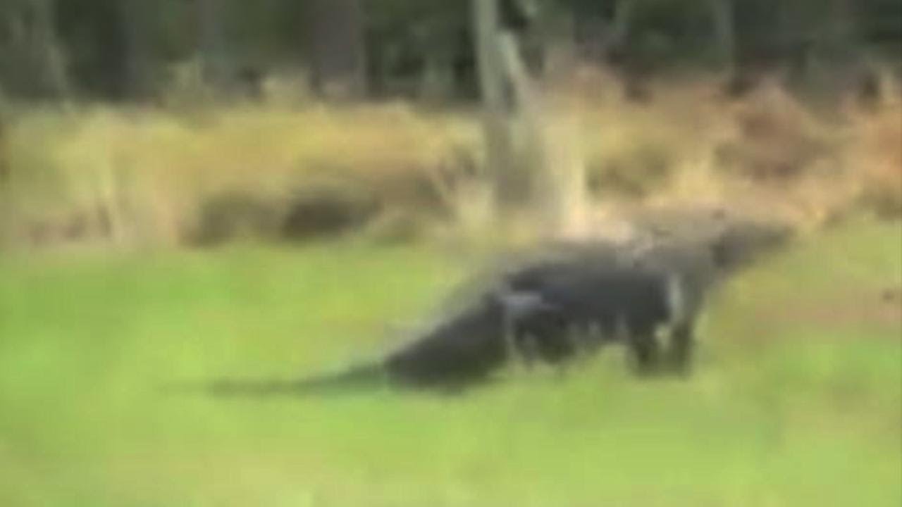 15-Foot-Long Alligator Makes His Way Through Barbed Wire Fence - YouTube