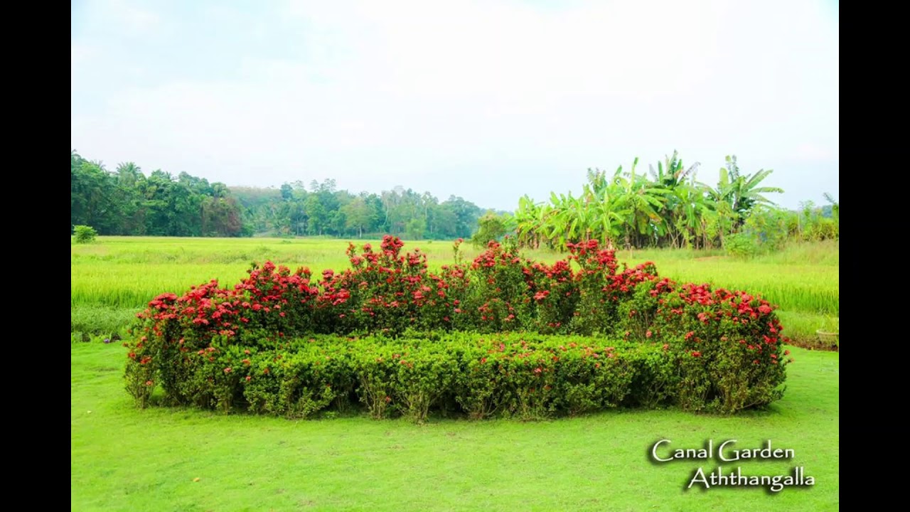 Evening glow of the nature @ Canal Garden Aththanagalla - YouTube
