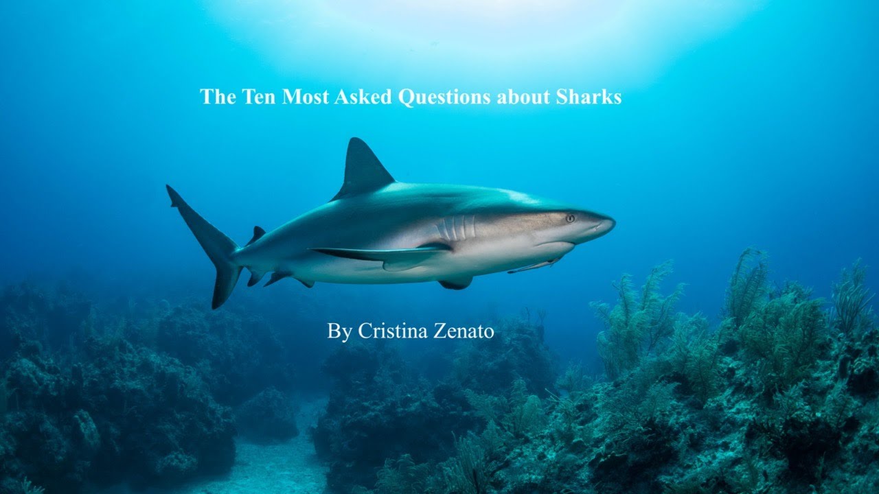 The ten most asked questions about sharks - YouTube