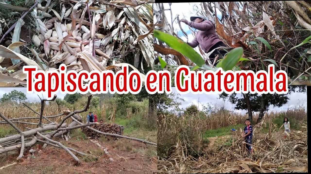 Tapiscando en Guatemala - YouTube