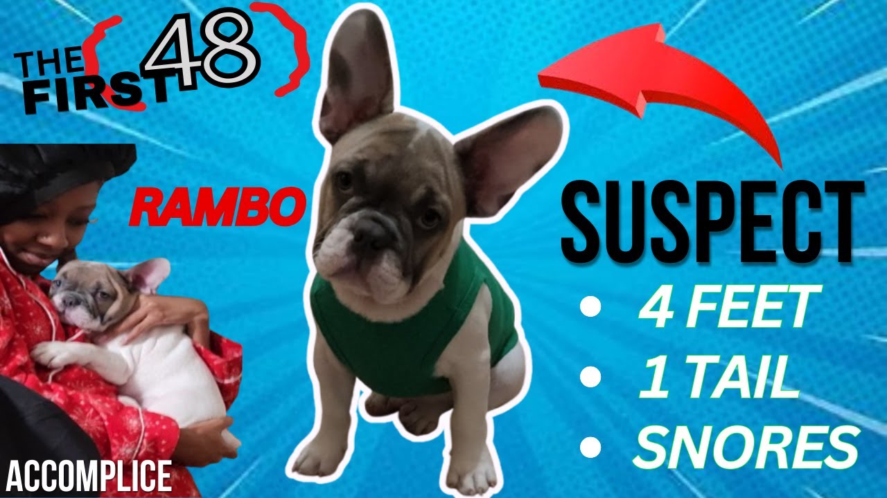 First 48: Let the Real Fun Begin! 🐶🧹🛀🏻 - YouTube