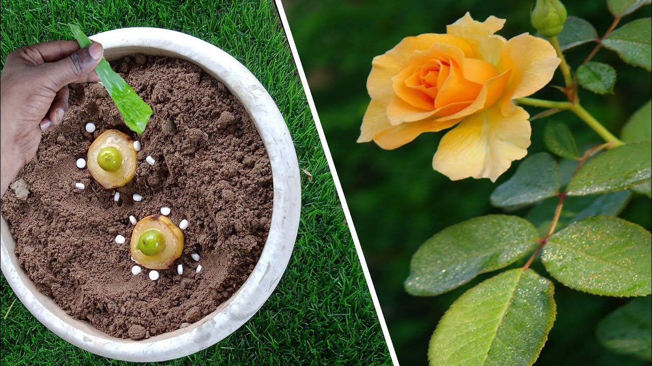 Try This Method Growing Yellow Roses frome Buds with Honey || How to ...