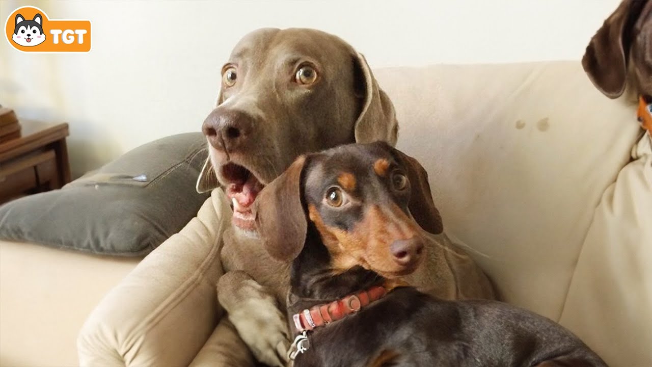 When Your Dogs as Your Daily Dose of Joy 🐶😂 Funniest Dog Ever! #1 - YouTube