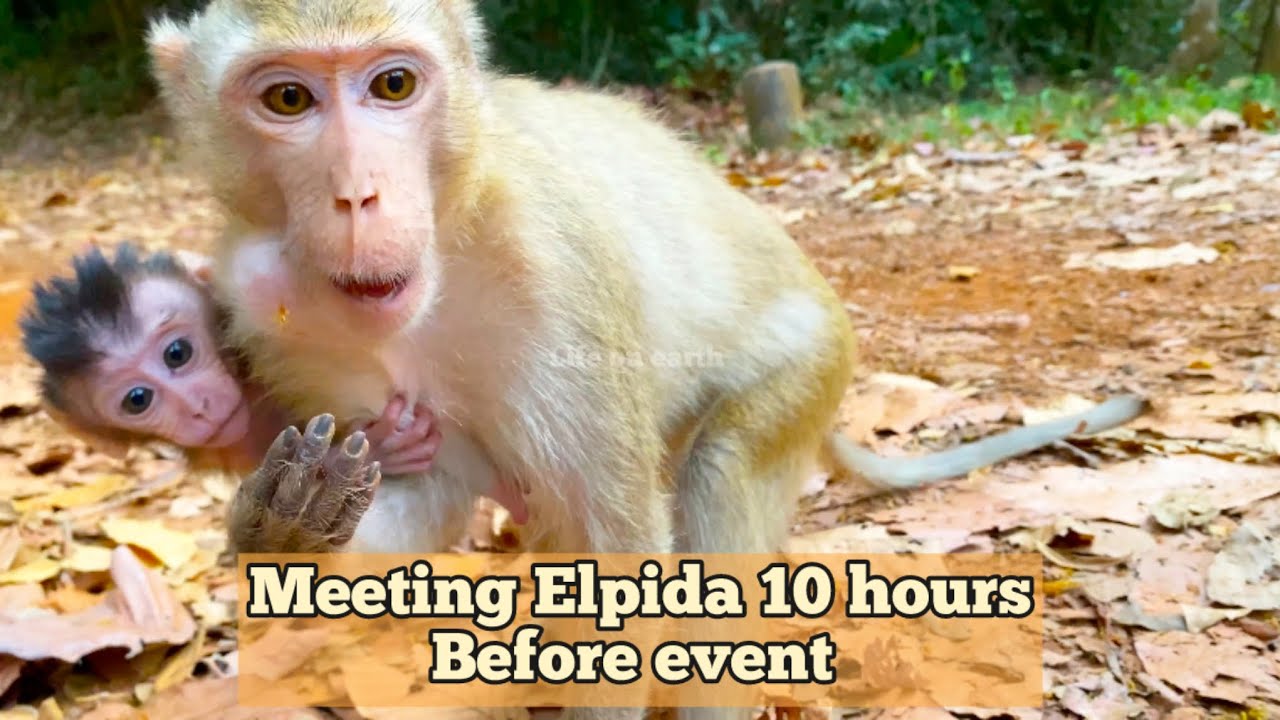 Wait forward to finding golden monkey Elpida and her lovely Eric ...