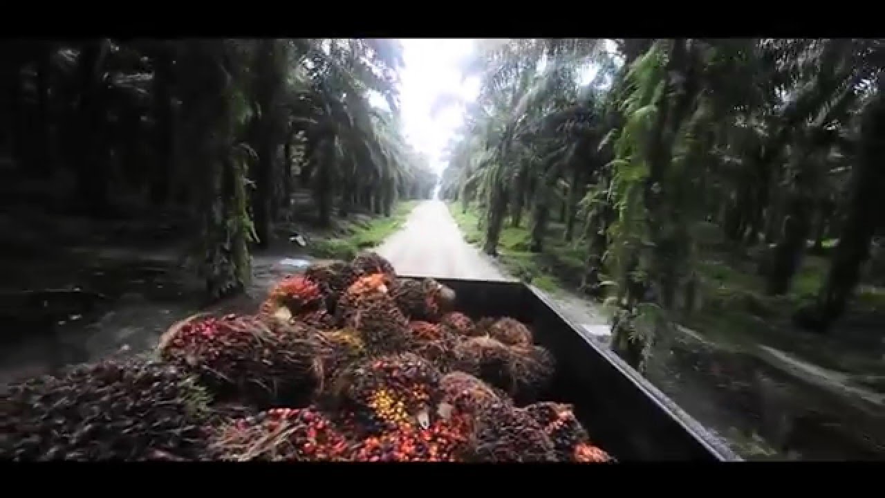 Pyramid Wilmar Corporate Profile - YouTube