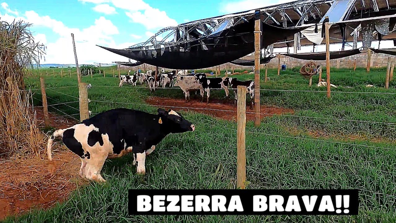 BEZERRA MUITO ARISCA, NÃO CONSEGUIMOS PEGAR PARA CURAR BICHEIRA!! - YouTube