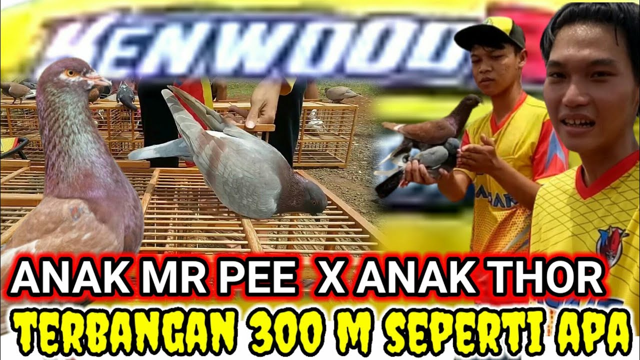 ANAK MR PEE X ANAK THOR //MERPATI KOLONG MANIA//BANDAR PIGEON TV //HOKY ...