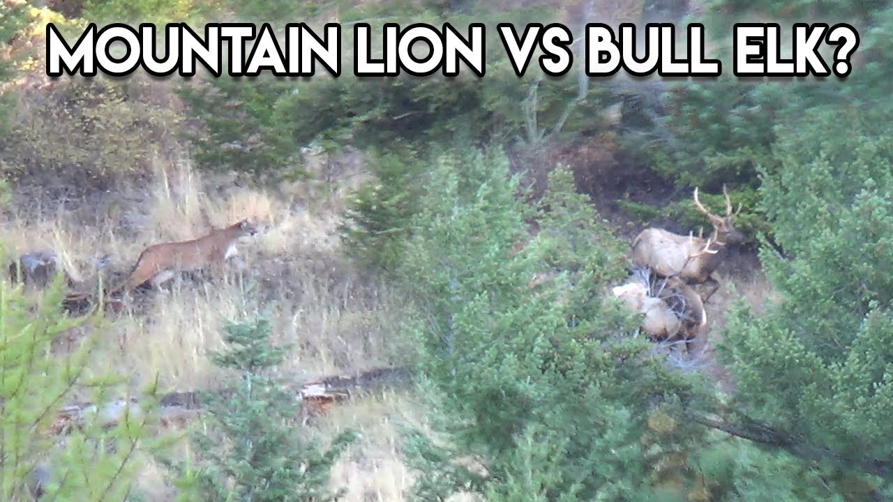 Mountain Lion stalks two Bull Elk in N.W. Montana - YouTube