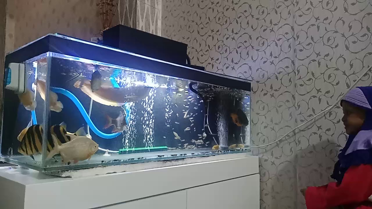 Datz (tiger fish) favorit khanza - YouTube