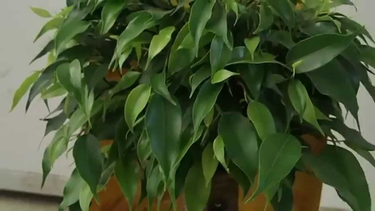 Ficus benjamina 'Natasja' - YouTube