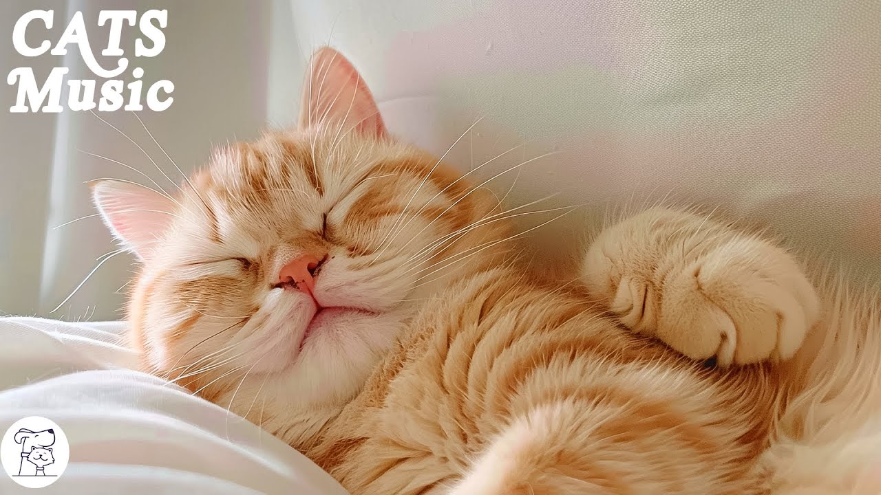 Music to Soothe Your Anxious Cat 😽 Cat Music for Deep Relaxation and ...