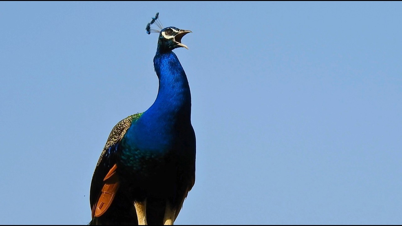 This sound angry your peacock(peafowl) bird 4k - Try it - YouTube