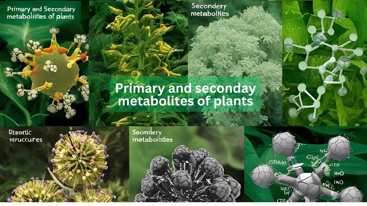 Primary & Secondary Metabolites of Plants | Explained with Examples 🌿🔬 ...