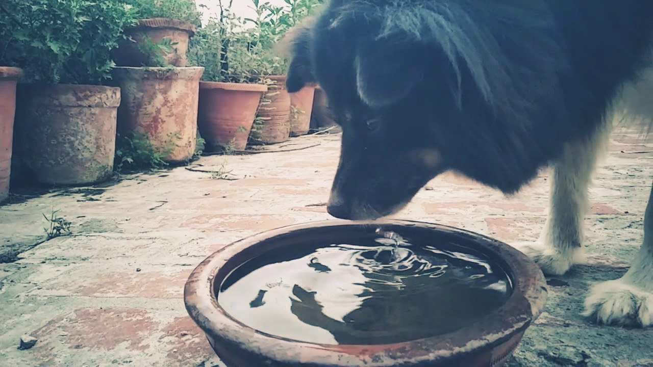 shenu drinking water || 4k slow motion || dog drinking water || India ...