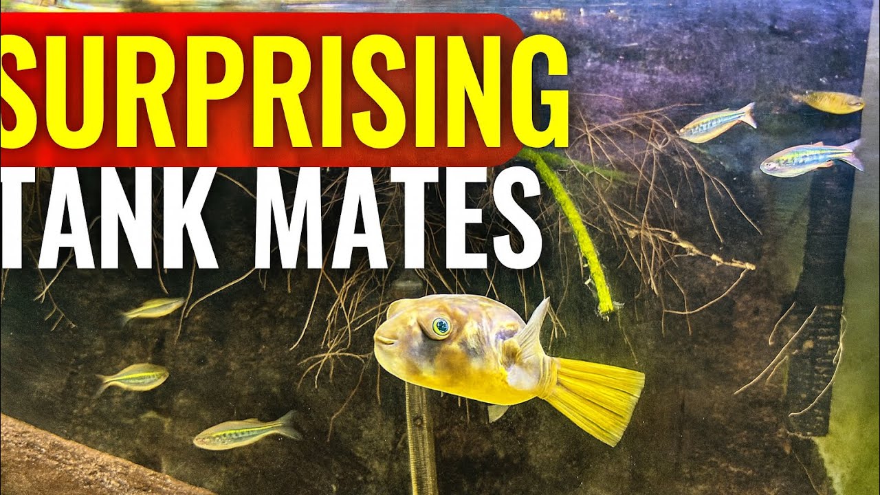 How to Pick the Perfect Tank Mates for Your Fahaka Puffer (You Won’t ...