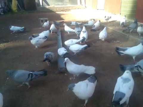 Doneks Macedonian Wollongong Australia 2010 Simon's Pigeons - YouTube