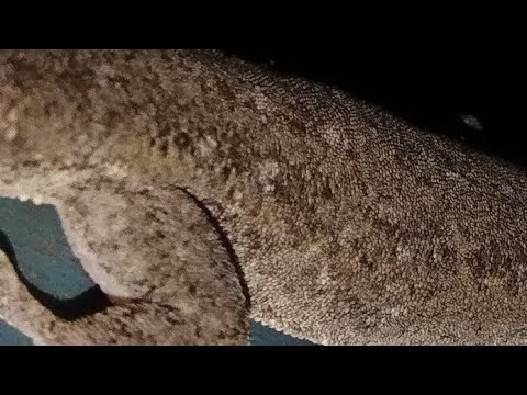 Nepali village is live! mausuli night time - YouTube