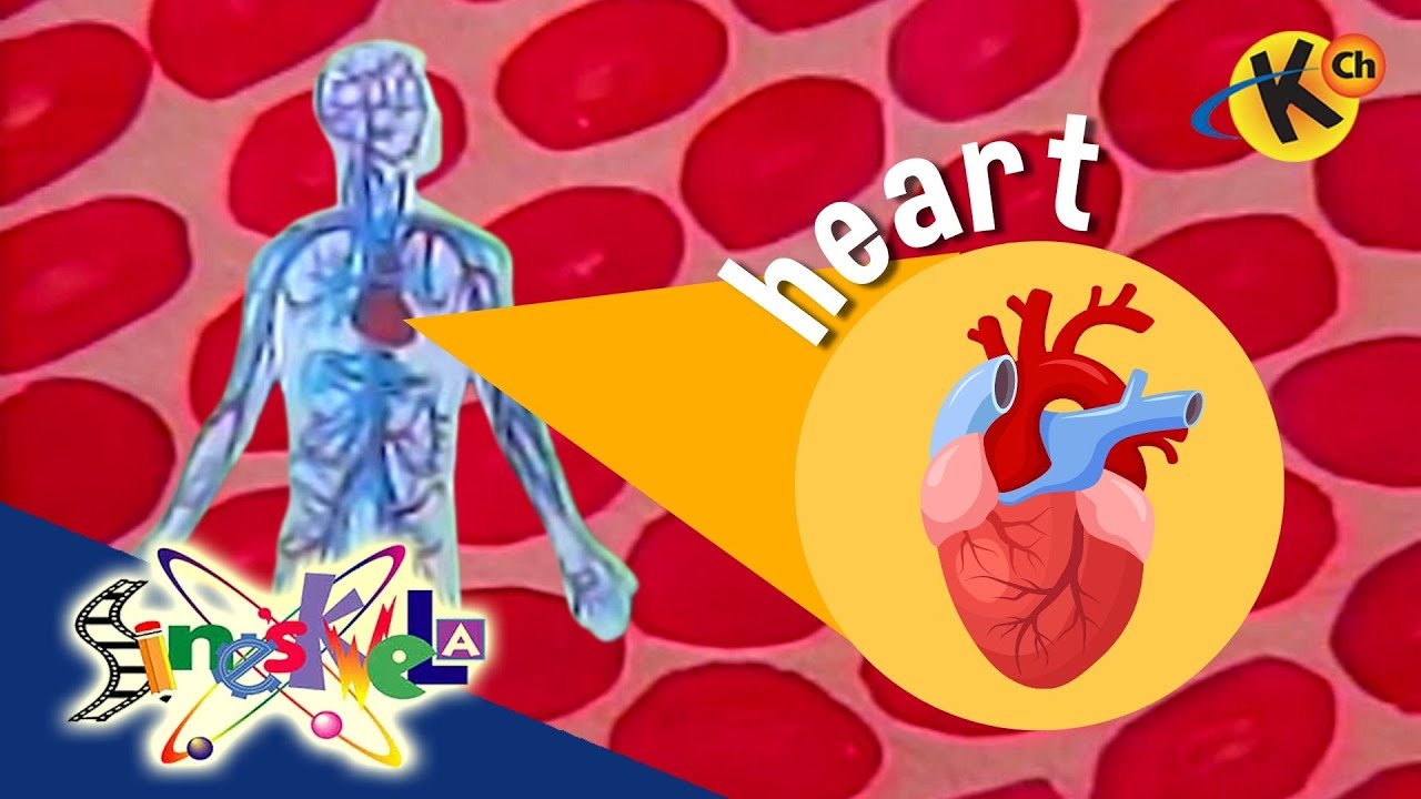 The Human Heart | Sineskwela - YouTube