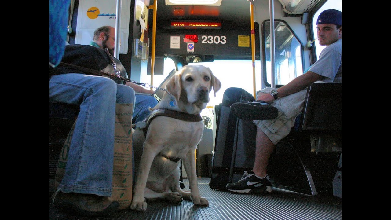 Should dogs be allowed on buses? - YouTube