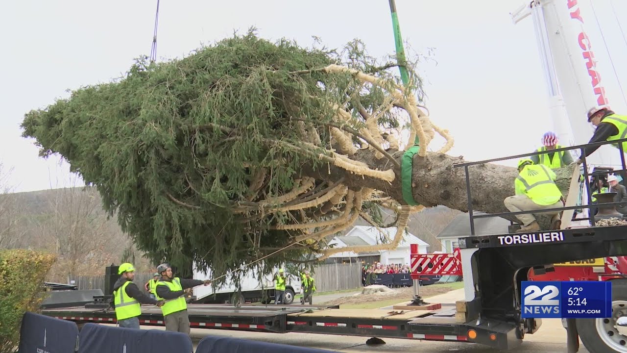 New York’s Rockefeller Center Christmas tree cut down in Massachusetts ...