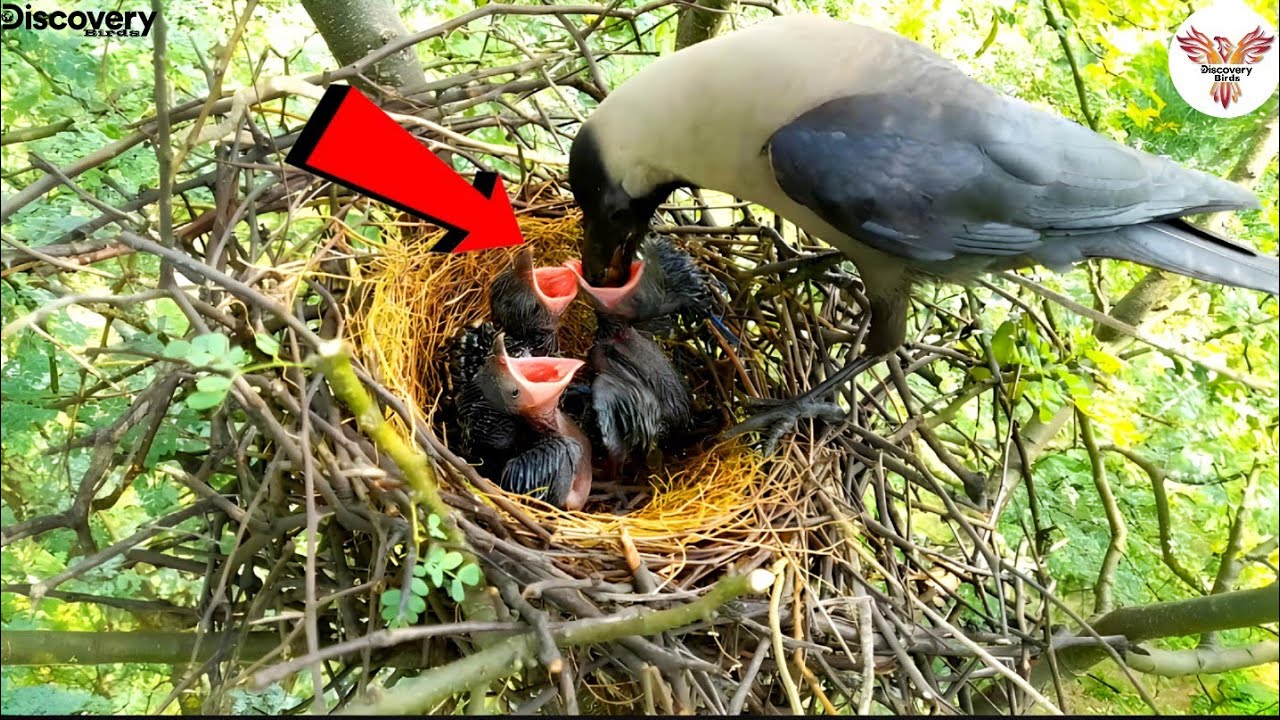House Crow Feeding Baby Bird – A Rare Close-Up || House crow feeding ...