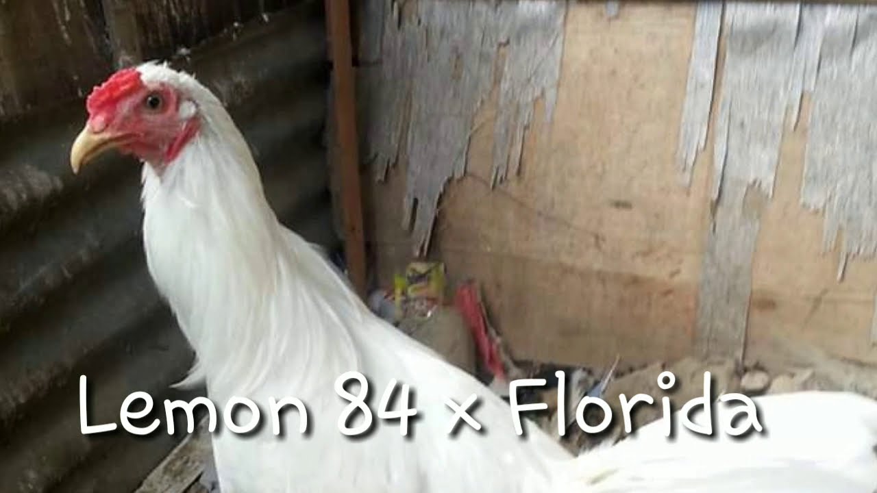 Manok na puti at manok na raskal - YouTube