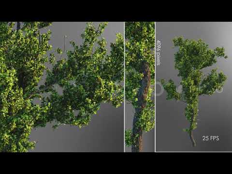 4k Tree Grow Time Lapse - YouTube