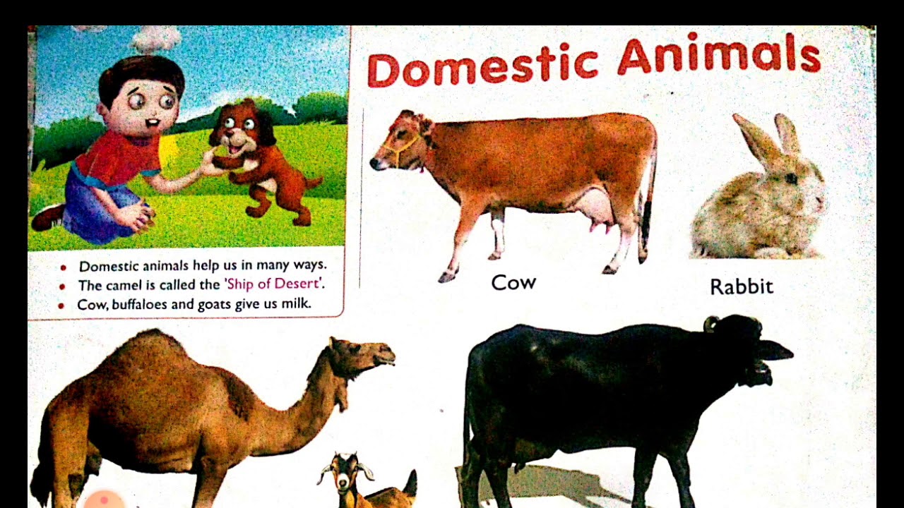 Class prep and 1st General knowledge: About animals - YouTube