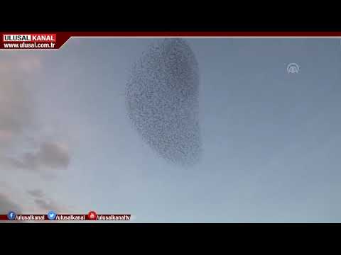 Sığırcık kuşlarının dansı