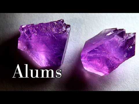 Growing Unusual Alums