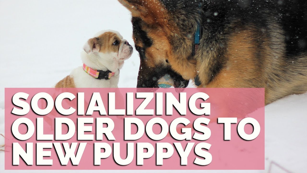 How To Get Old Dog To Like New Dog Updated April 2023 Wikidoggia how-to-get-old-dog-to-like-new-dog-updated-april-2023-wikidoggia