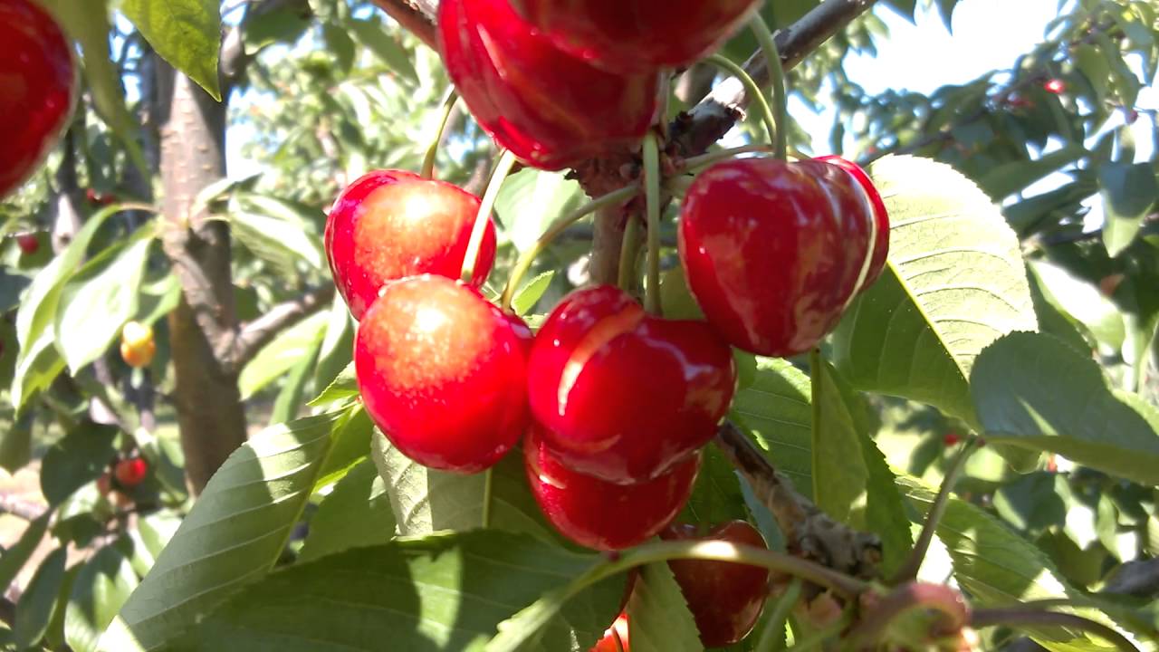 Canada Giant Cherries Destroyed By Heavy Rain 2016 - YouTube