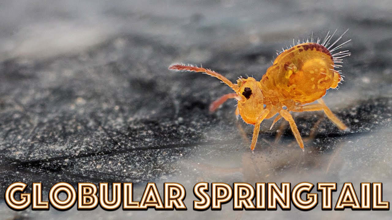 Globular Springtails: A Macro Film - YouTube
