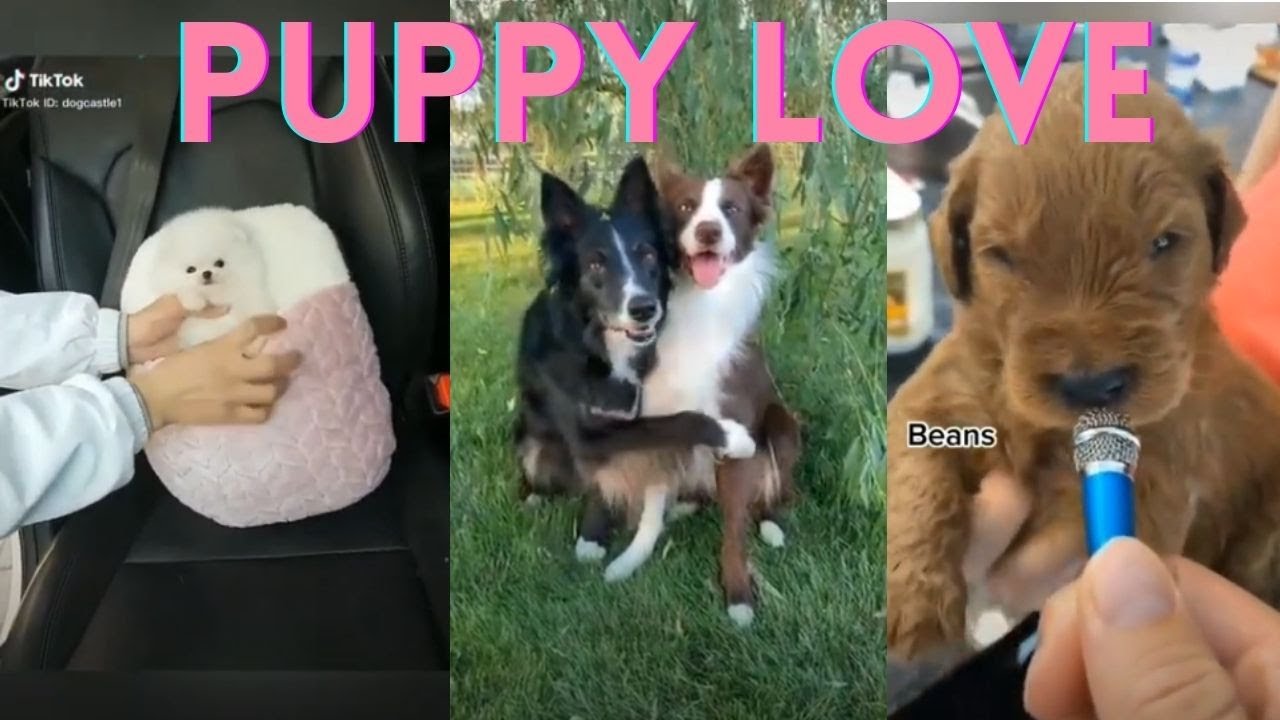 Puppy love compilation 🐕🐶 - YouTube