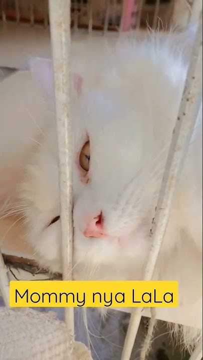 Mommy nya Kucing Lala - YouTube