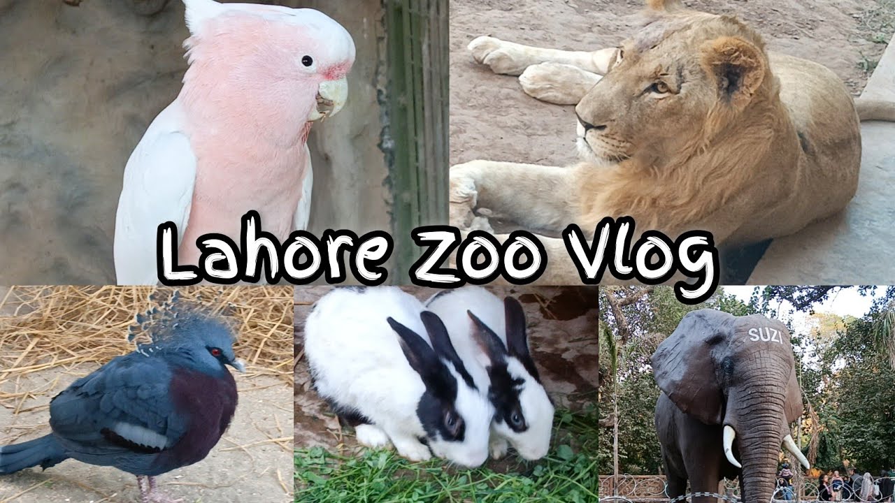 Lahore Zoo Vlog || Lahore Zoo Complete Visit - YouTube